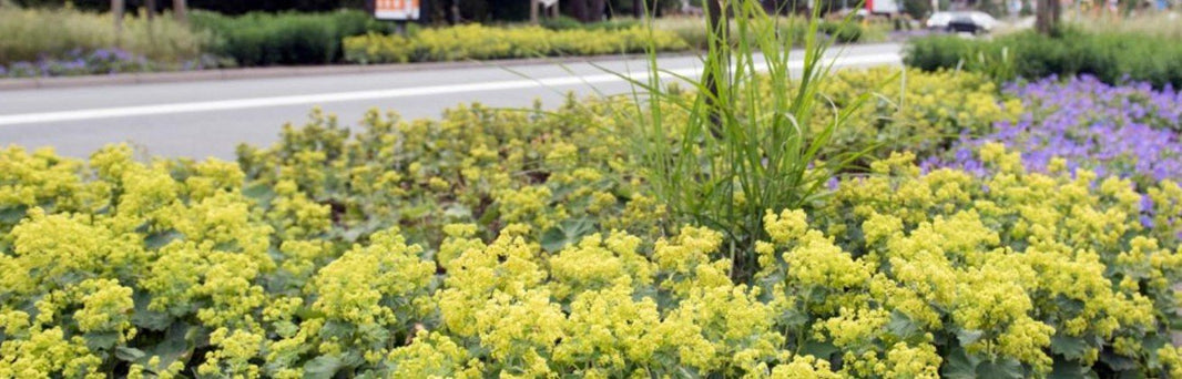 Openbaar groen – ECOstyle NL Professional